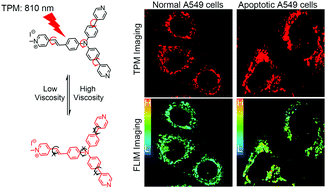 A molecular rotor sensor for detecting mitochondrial viscosity in ...