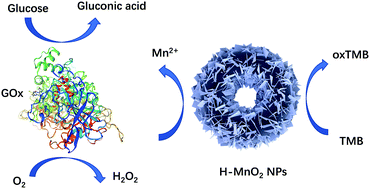 Colorimetric biosensing of glucose in human serum based on the ...