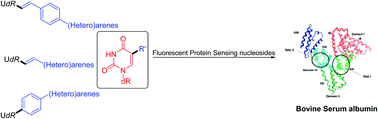 Extended fluorescent uridine analogues: synthesis, photophysical ...