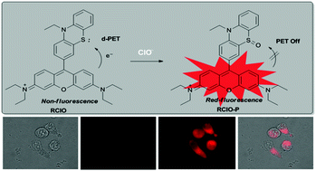 A new red fluorescent probe based on rosamine–phenothiazine for the ...