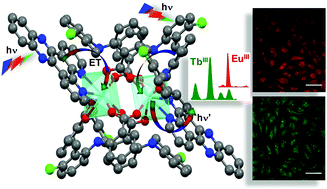 Luminescent EuIII and TbIII bimetallic complexes of N,N′-heterocyclic ...