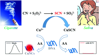 Nano-fluorescent probes based on DNA-templated copper nanoclusters for ...