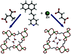 Stabilization of cyclic water tetramers and dimers in the crystal host ...