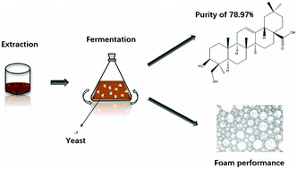 Extraction and purification of saponins from Sapindus mukorossi - New ...
