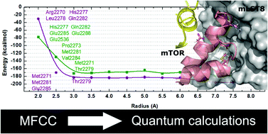 mTOR–mLST8 interaction: hot spot identification through quantum ...
