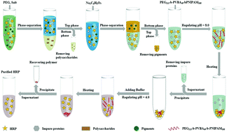 Separation and purification of horseradish peroxidase from horseradish ...