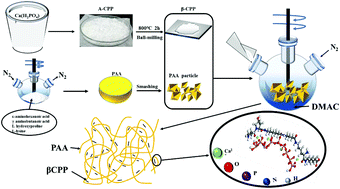 The study on calcium polyphosphate/poly-amino acid composite for ...