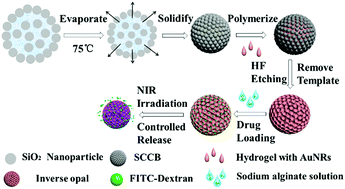 NIR responsive AuNR/pNIPAM/PEGDA inverse opal hydrogel microcarriers ...