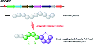 Enzymatic macrocyclization of ribosomally synthesized and ...