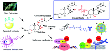 Triptolide: reflections on two decades of research and prospects for ...