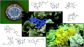 Sesterterpenoids: chemistry, biology, and biosynthesis - Natural ...