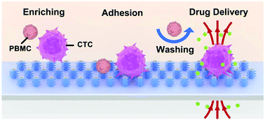 Antibody-free isolation and regulation of adherent cancer cells via ...