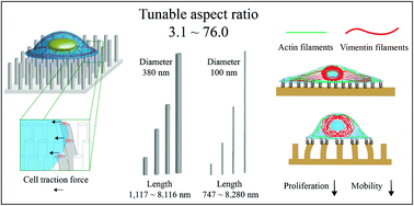 Cellular architecture response to aspect ratio tunable nanoarrays ...