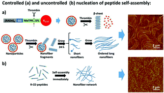 A controlled nucleation and formation rate of self-assembled peptide ...