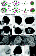 Mn-Doping-induced hierarchical petal growth of a flower-like 3D MOF ...