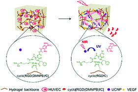 Near-infrared-light regulated angiogenesis in a 4D hydrogel - Nanoscale ...