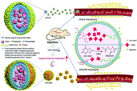 Biomimetic polysaccharide-cloaked lipidic nanovesicles/microassemblies ...