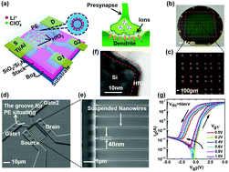 Multi-terminal ionic-gated low-power silicon nanowire synaptic transistors with dendritic ...