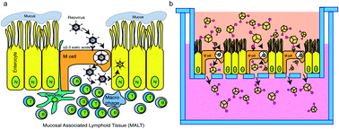 Transport of artificial virus-like nanocarriers through intestinal ...