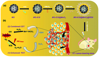 In situ fabrication of MS@MnO2 hybrid as nanozymes for enhancing ROS ...