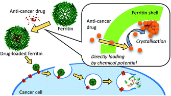 One-step construction of ferritin encapsulation drugs for cancer ...