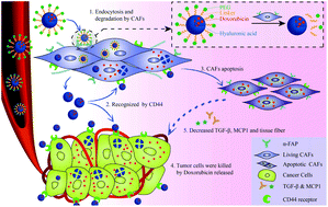 Fibroblast activation protein-α-adaptive micelles deliver anti-cancer ...