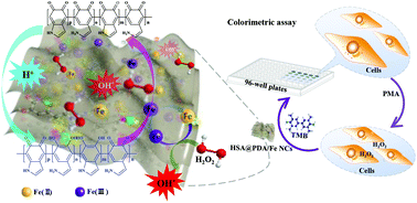 The mechanisms of HSA@PDA/Fe nanocomposites with enhanced nanozyme ...