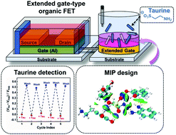 Extended gate-type organic transistor functionalized by molecularly ...