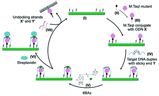 DNA modification and visualization on an origami-based enzyme nano ...