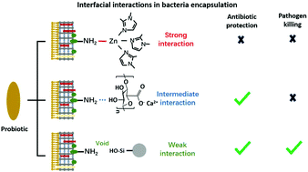 Interfacial interactions between protective, surface-engineered shells ...