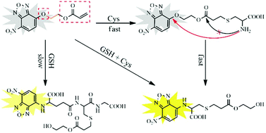 NBD-based fluorescent probes for separate detection of cysteine and biothiols via different ...