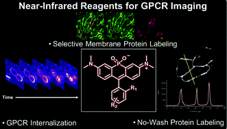 Imaging GPCR internalization using near-infrared Nebraska red-based ...