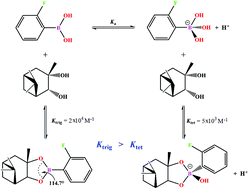 Examination of pinanediol–boronic acid ester formation in aqueous media ...