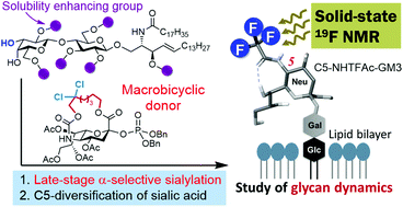Efficient diversification of GM3 gangliosides via late-stage ...