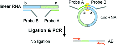 Direct recognition and sensitive detection of circular RNA with ...