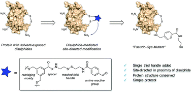 Disulphide-mediated site-directed modification of proteins - Organic ...