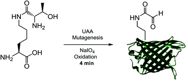 Rapid sodium periodate cleavage of an unnatural amino acid enables ...