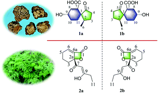 Neophathalides A and B, two pairs of unusual phthalide analog ...