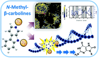 N-Methyl-β-carboline alkaloids: structure-dependent photosensitizing ...