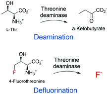 Defluorination of 4-fluorothreonine by threonine deaminase - Organic ...