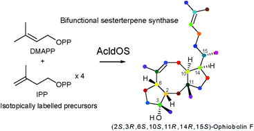 On the mechanism of ophiobolin F synthase and the absolute ...