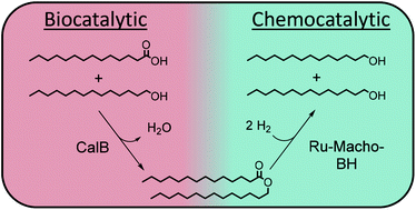 Fatty alcohol synthesis from fatty acids at mild temperature by ...