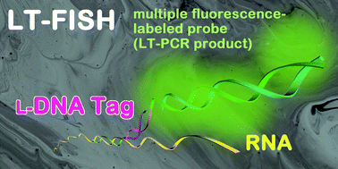 l-DNA-tagged fluorescence in situ hybridization for highly sensitive ...