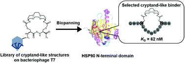 A medium-firm drug-candidate library of cryptand-like structures on T7 ...
