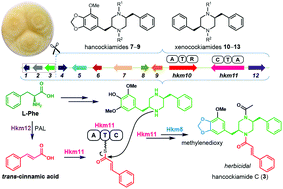 Hancockiamides: phenylpropanoid piperazines from Aspergillus hancockii ...