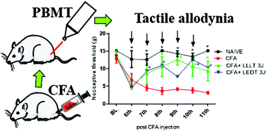 Photobiomodulation reduces nociception and edema in a CFA-induced ...