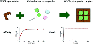 The pigment binding behaviour of water-soluble chlorophyll protein ...
