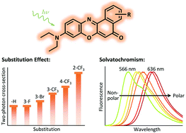 One- and two-photon solvatochromism of the fluorescent dye Nile Red and ...