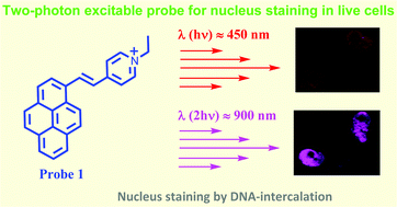 A pyrene-based two-photon excitable fluorescent probe to visualize ...
