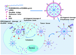 Synthesis of polymeric micelles with dual-functional sheddable PEG ...